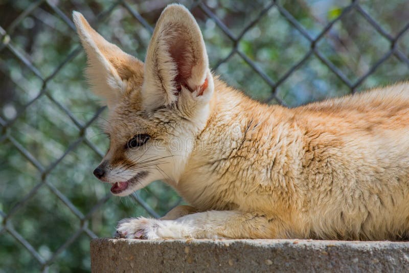 Fennec Fox stock image. Image of canine, carnivore, predator - 93231155