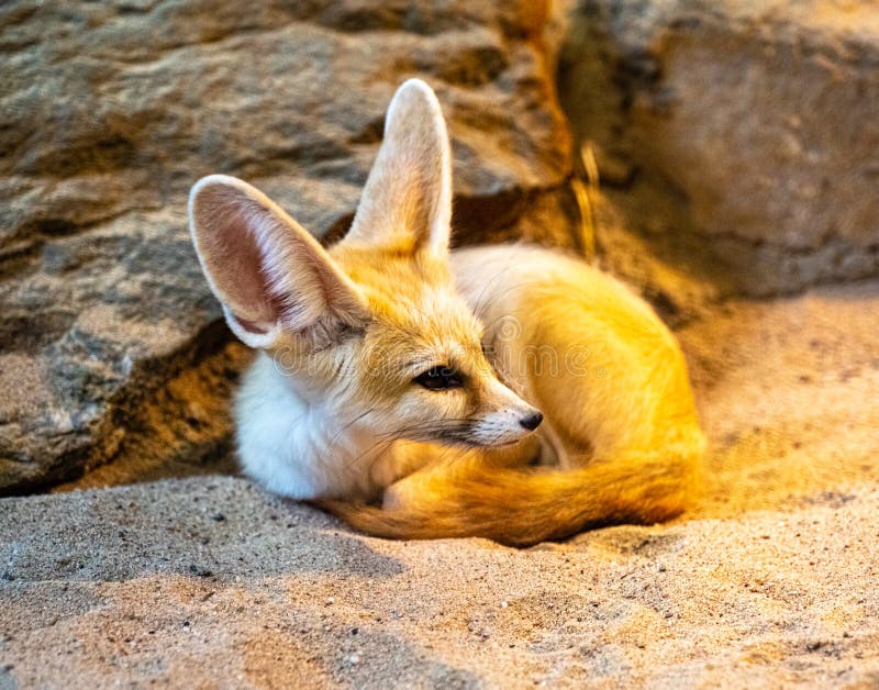 Fennec Fox is Resting but Staying Alert Stock Image - Image of closeup ...