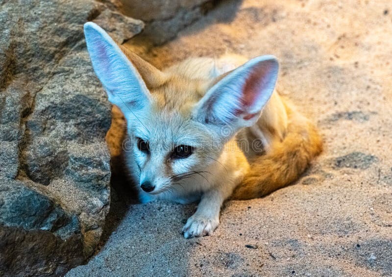 Fennec Fox is Resting but Staying Alert Stock Photo - Image of pointed ...