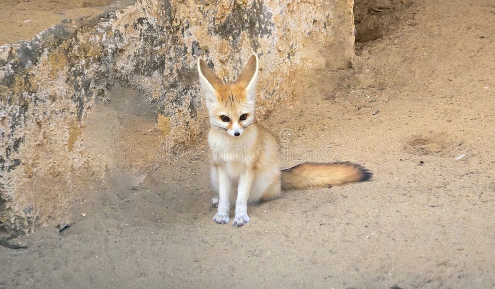 Fennec Fox Sitting on Sandy Ground in a Desert Stock Image - Image of ...
