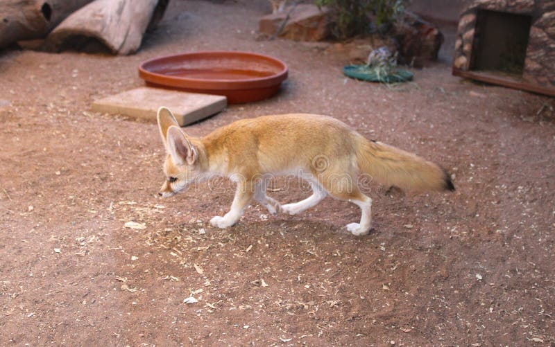 Fennec Fox, Mammalia, Small Canids, in the Arizona Desert Stock Image ...