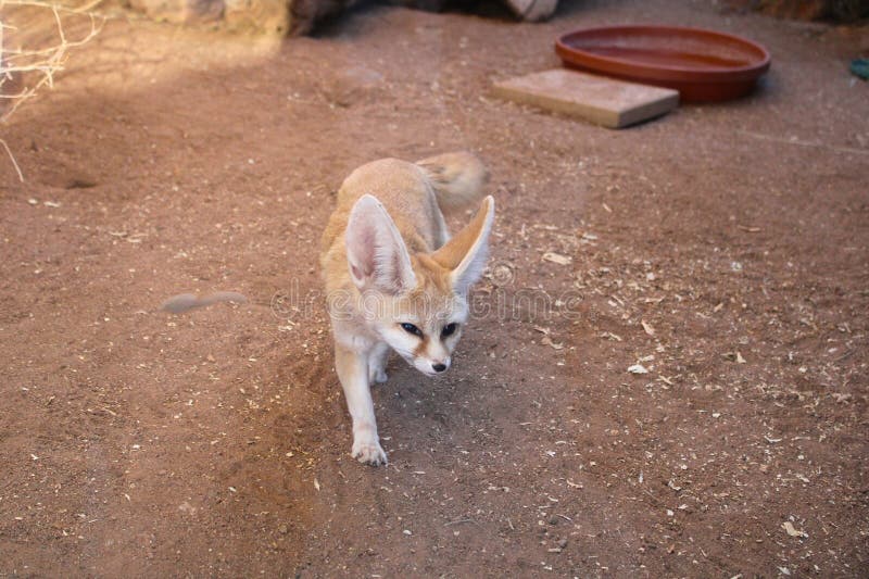 Fennec Fox, Mammalia, Small Canids, in the Arizona Desert Stock Photo ...