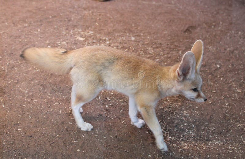 Fennec Fox, Mammalia, Small Canids, in the Arizona Desert Stock Photo ...