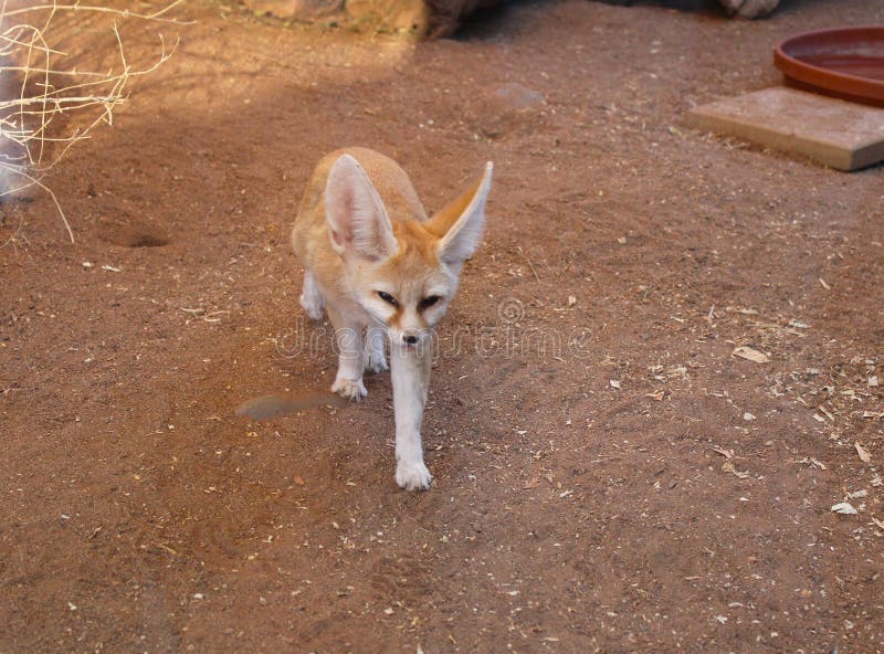 Fennec Fox, Mammalia, Small Canids, in the Arizona Desert Stock Photo ...