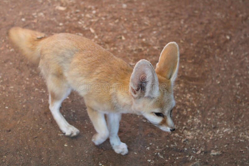 Fennec Fox, Mammalia, Small Canids, in the Arizona Desert Stock Image ...
