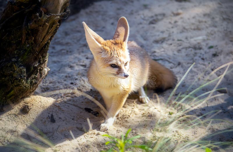 Fennec Fox Standing in Front, and Two Fennec Foxes at the Back. Stock ...
