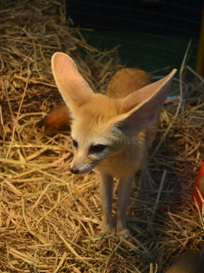 Fennec Fox stock photo. Image of animal, stand, brown - 121849098