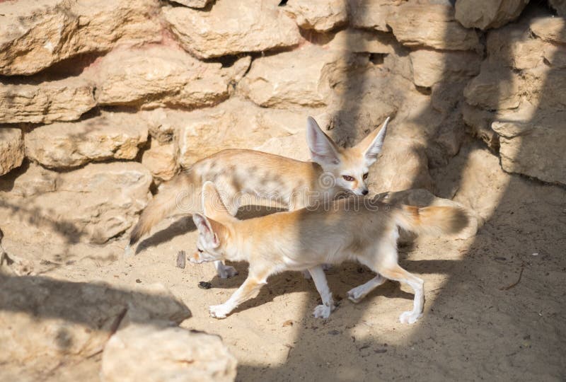 Two Fennec Fox Vulpes Zerda Stock Image - Image of stone, orange: 128088727
