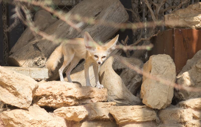 Fennec fox Vulpes zerda stock photo. Image of wild, orange - 128088744