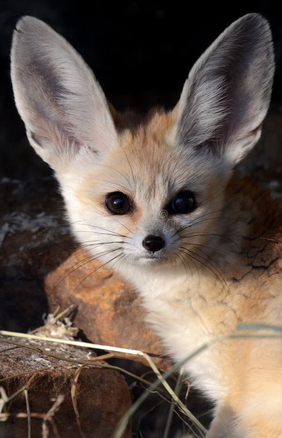 Fennec Fox Eating A Cheeto