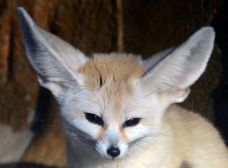 Young Specimens of Fennec Fox with Long Ears Stock Image - Image of ...