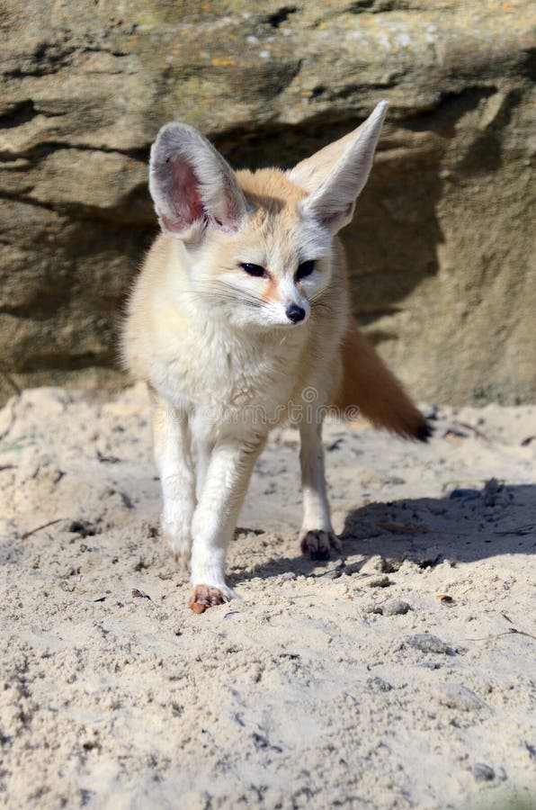 1,020 Fennec Fox Photos - Free & Royalty-Free Stock Photos from Dreamstime