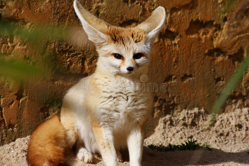 Fennec Fox Vulpes Zerda Portrait Stock Photo - Image of saharan, animal ...