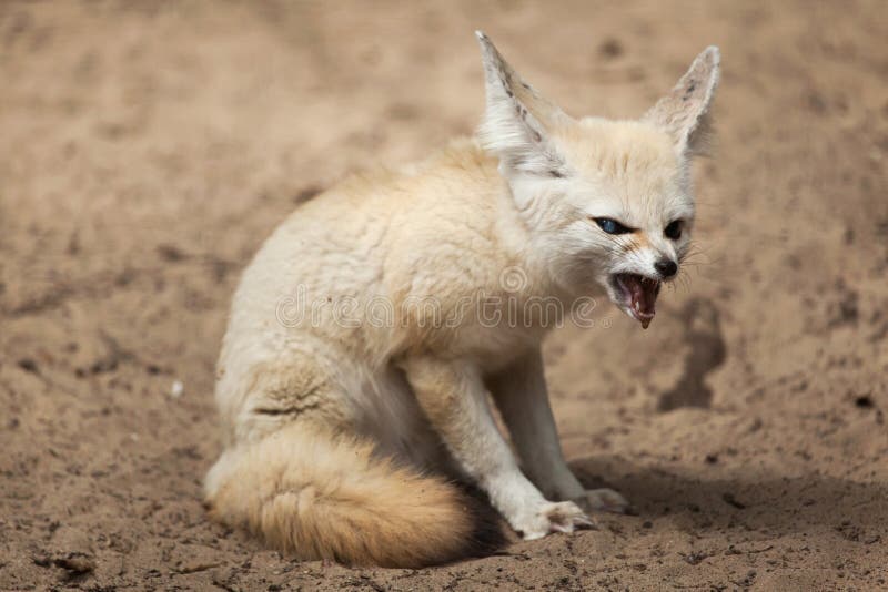 Fennec fox Vulpes zerda. stock photo. Image of north - 105222940