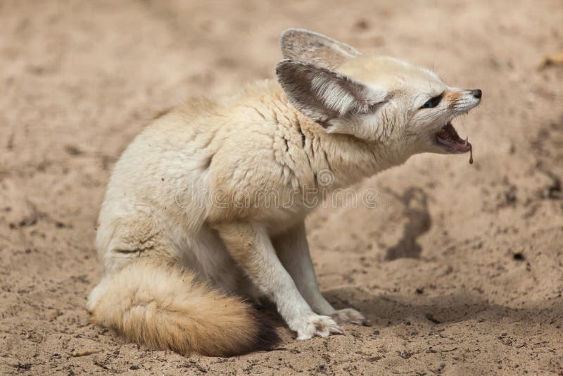 Fennec fox Vulpes zerda. stock image. Image of asian - 106699763