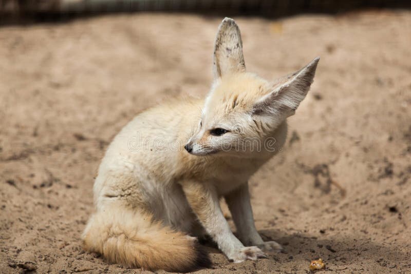Fennec fox Vulpes zerda. stock photo. Image of fennecs - 107555784