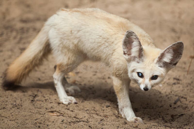 Fennec fox Vulpes zerda. stock image. Image of fauna - 98777061