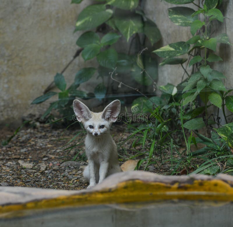 Fennec fox Vulpes zerda stock photo. Image of desert - 149411800