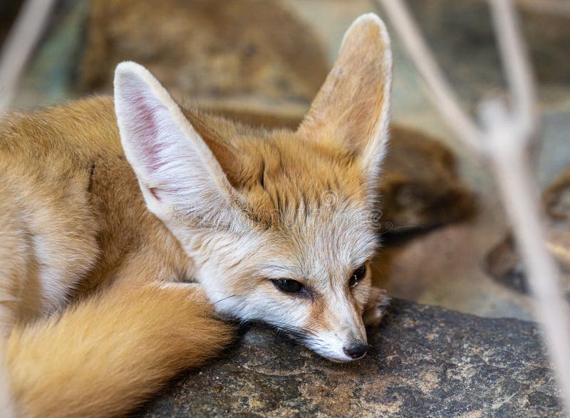 Fennec fox (Vulpes zerda) stock image. Image of sleep - 284493855