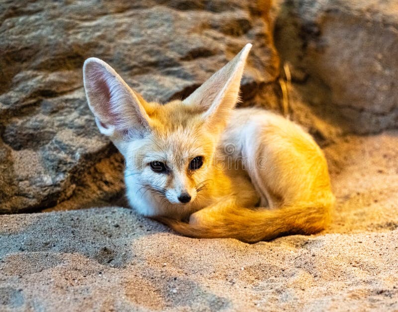 Fennec Fox is Resting but Staying Alert Stock Photo - Image of pointed ...