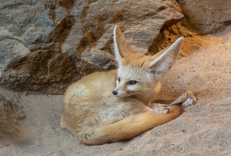 Fennec Fox Vulpes Zerda Ruht, Bleibt Aber Wachsam. Wilhelma Struttgart ...
