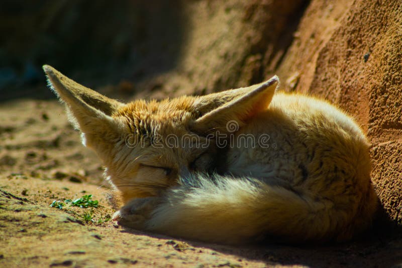 Fennec Fox rest stock image. Image of nose, rest, arava - 269603709