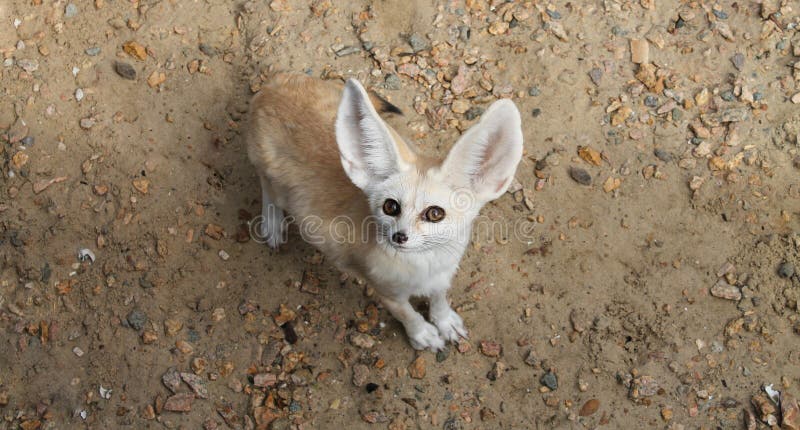 Fennec Fox or Vulpes Zerda Wild Animal Top View Stock Photo - Image of ...