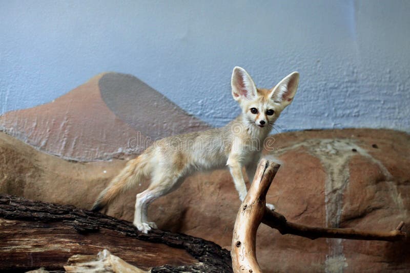 Fennec fox (Vulpes zerda). stock photo. Image of fennec - 57619660