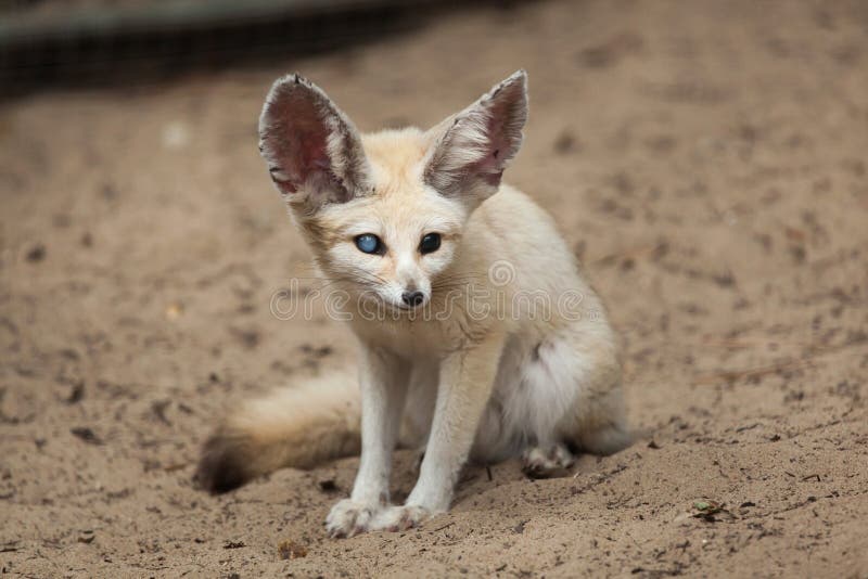 Fennec fox Vulpes zerda. stock image. Image of sahara - 93023421