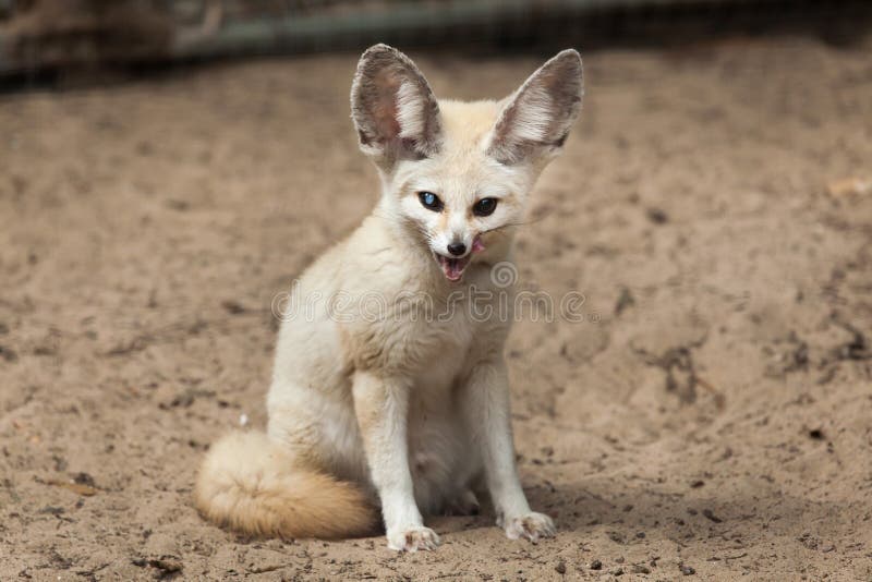 Fennec Fox & X28;Vulpes Zerda& X29;. Stock Photo - Image of fennec ...