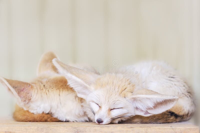Fennec Fox Vulpes Zerda . Wildlife Animal. Stock Image - Image of ...