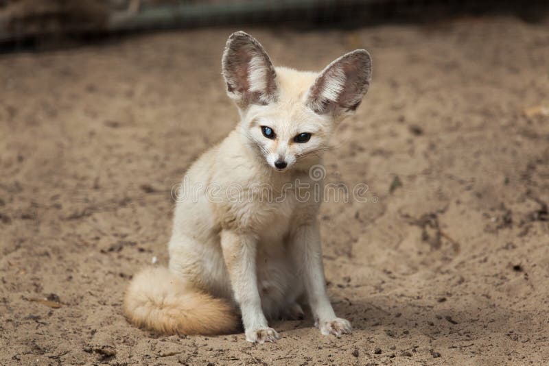 Fennec fox Vulpes zerda. stock photo. Image of carnivores - 100396806