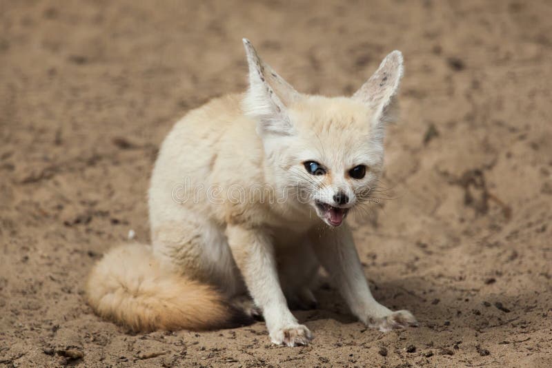 Fennec fox Vulpes zerda. stock photo. Image of mammals - 104750282