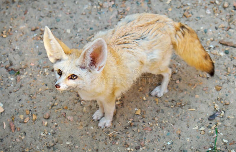 Fennec Fox Vulpes Zerda on the Zoo. Wildlife Animal Stock Image - Image ...