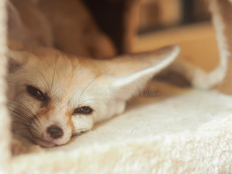Fennec Fox Waking Up in Fluffy Pet House Stock Image - Image of hair ...