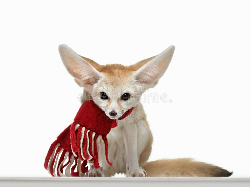 Fennec Fox on a White Background in Studio Stock Image - Image of body ...