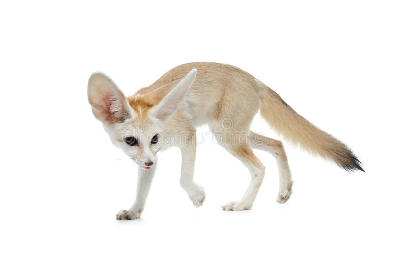 Fennec Fox on a White Background in Studio Stock Image - Image of body ...