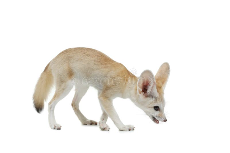 Fennec Fox on a White Background in Studio Stock Image - Image of body ...
