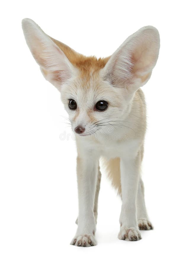 Fennec Fox on a White Background in Studio Stock Image - Image of body ...