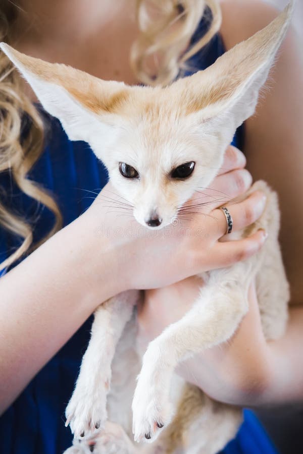 Fennec fox with woman. stock image. Image of person, brown - 71109373