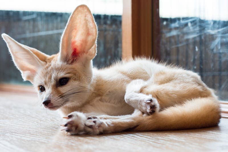 324 Fennec Fox Ears Photos - Free & Royalty-Free Stock Photos from ...