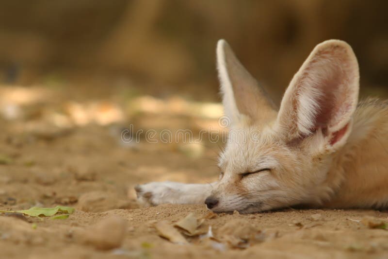 Fennec Fox (Vulpes zerda) stockfoto. Bild von fleischfresser - 23599392