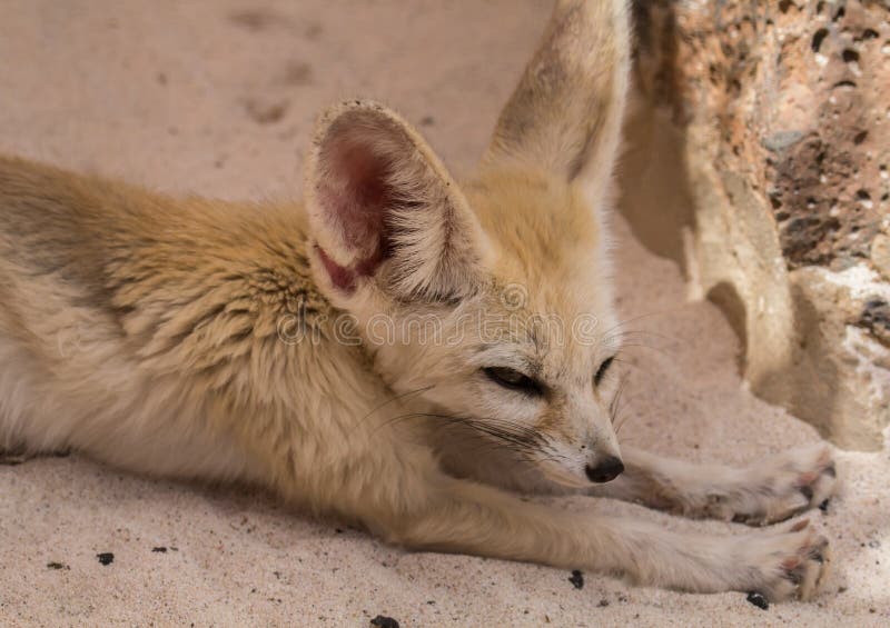 Fennec stretches his legs stock image. Image of brown - 34449983