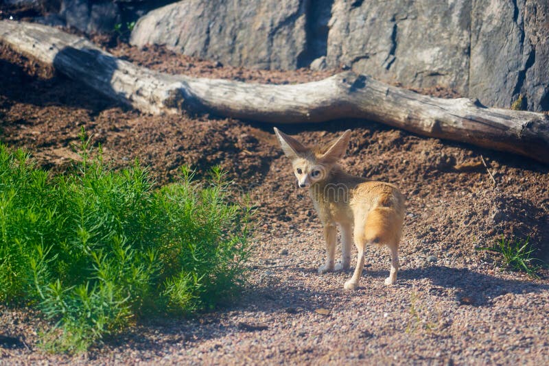 A Fennech Fox with Big Ears in the Sun. Stock Image - Image of light ...