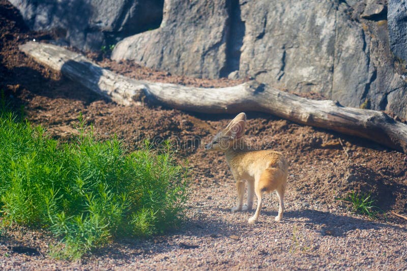 A Fennech Fox with Big Ears in the Sun. Stock Photo - Image of sand ...