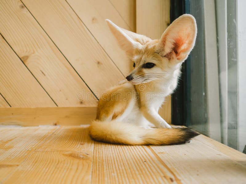 Fennecvos als huisdier stock foto. Image of jager, lichaam - 65496182