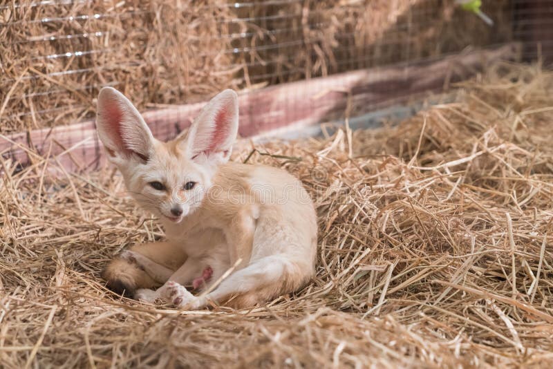 Fennecvos in de dierentuin stock foto. Image of nave - 150791352