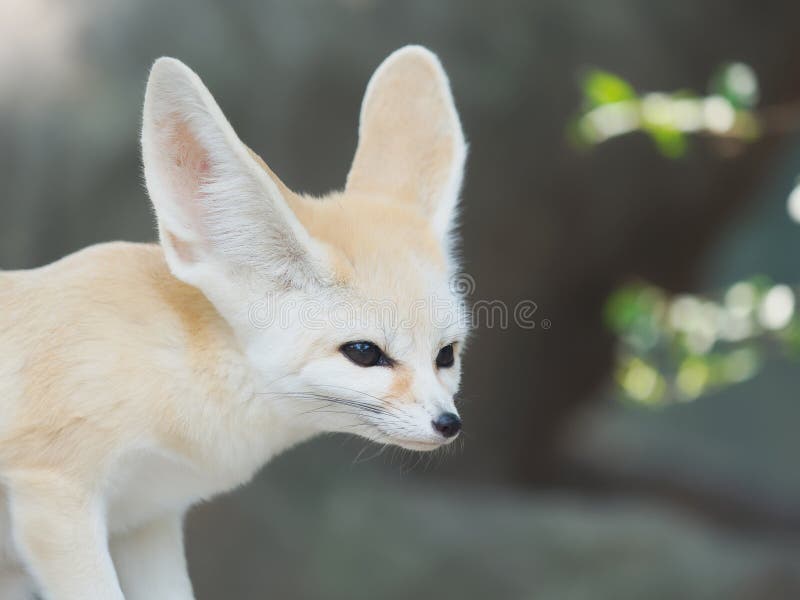 Fennecvos, Woestijnvos, of Vulpes Zerda Stock Afbeelding - Image of ...