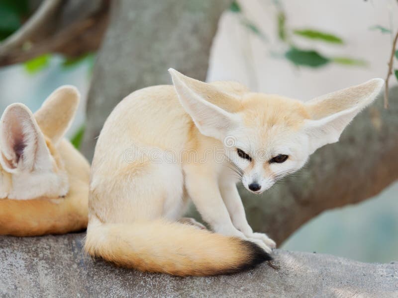 Fennecvos, Woestijnvos, of Vulpes Zerda Stock Afbeelding - Image of ...
