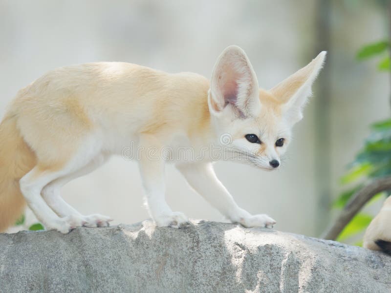 Fennecvos, Woestijnvos, of Vulpes Zerda Stock Afbeelding - Image of ...